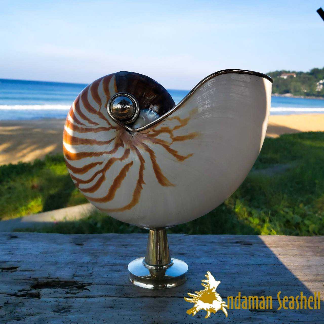 Andaman seashell หอยงวงช้างธรรมชาติ ตั้งโชว์ (Nautilus pompilius ...