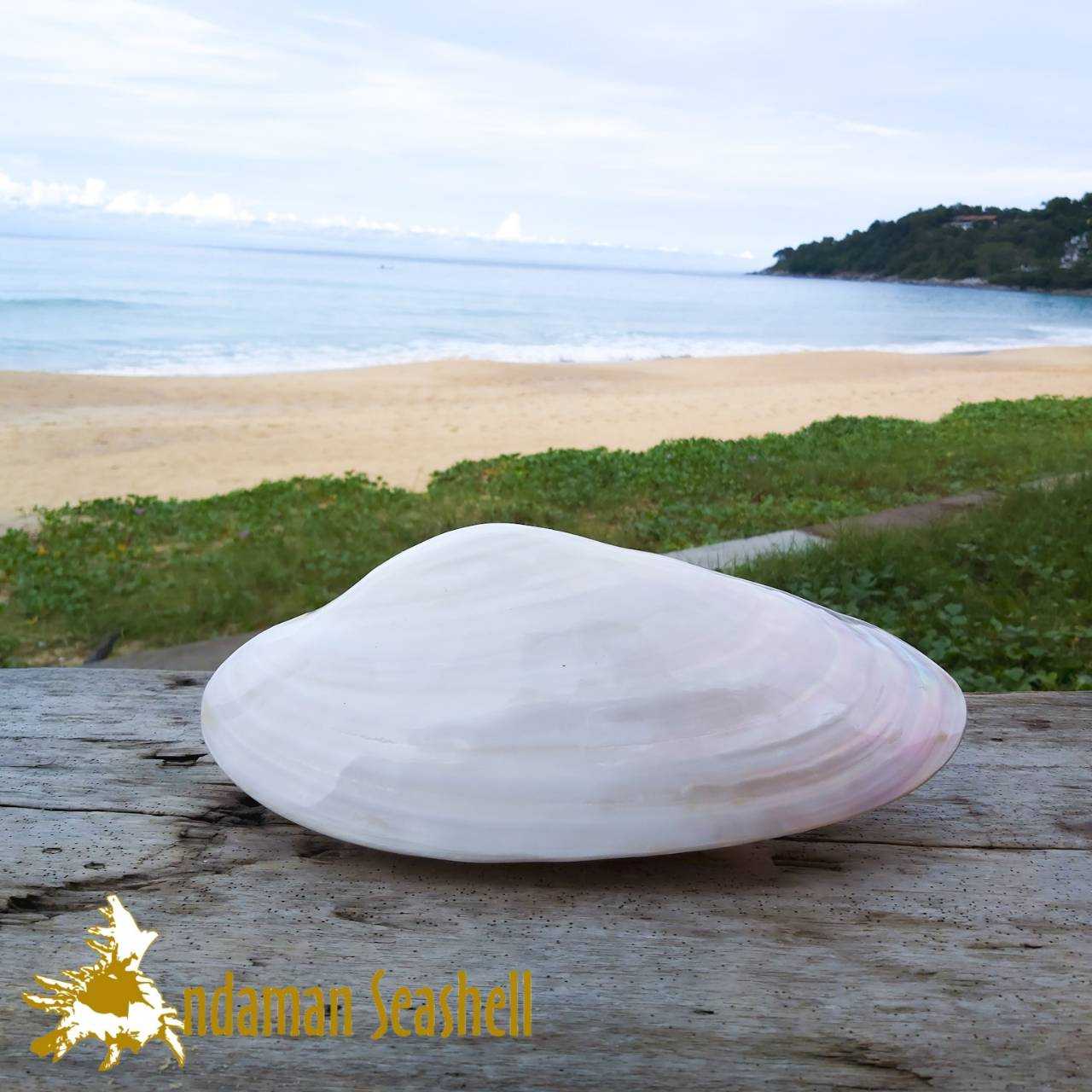 Andaman seashell เปลือกหอยกาบน้ำจืดประกบคู่ ขัดมุก (Chamberlainia ...