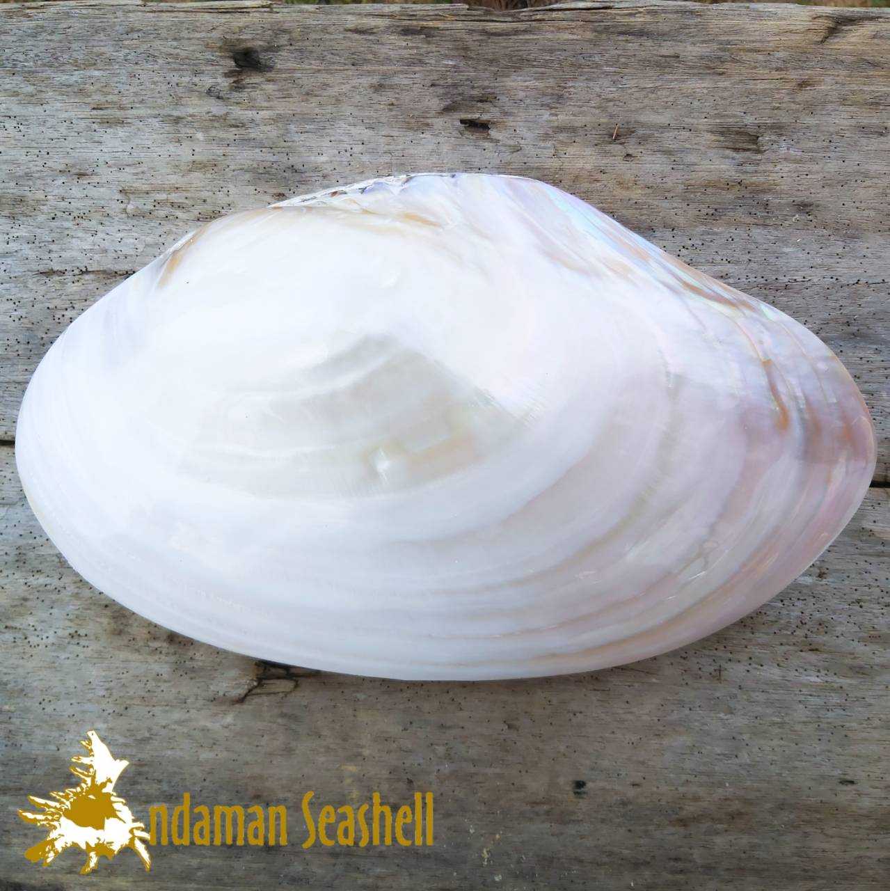 Andaman seashell เปลือกหอยกาบน้ำจืดประกบคู่ ขัดมุก (Chamberlainia ...