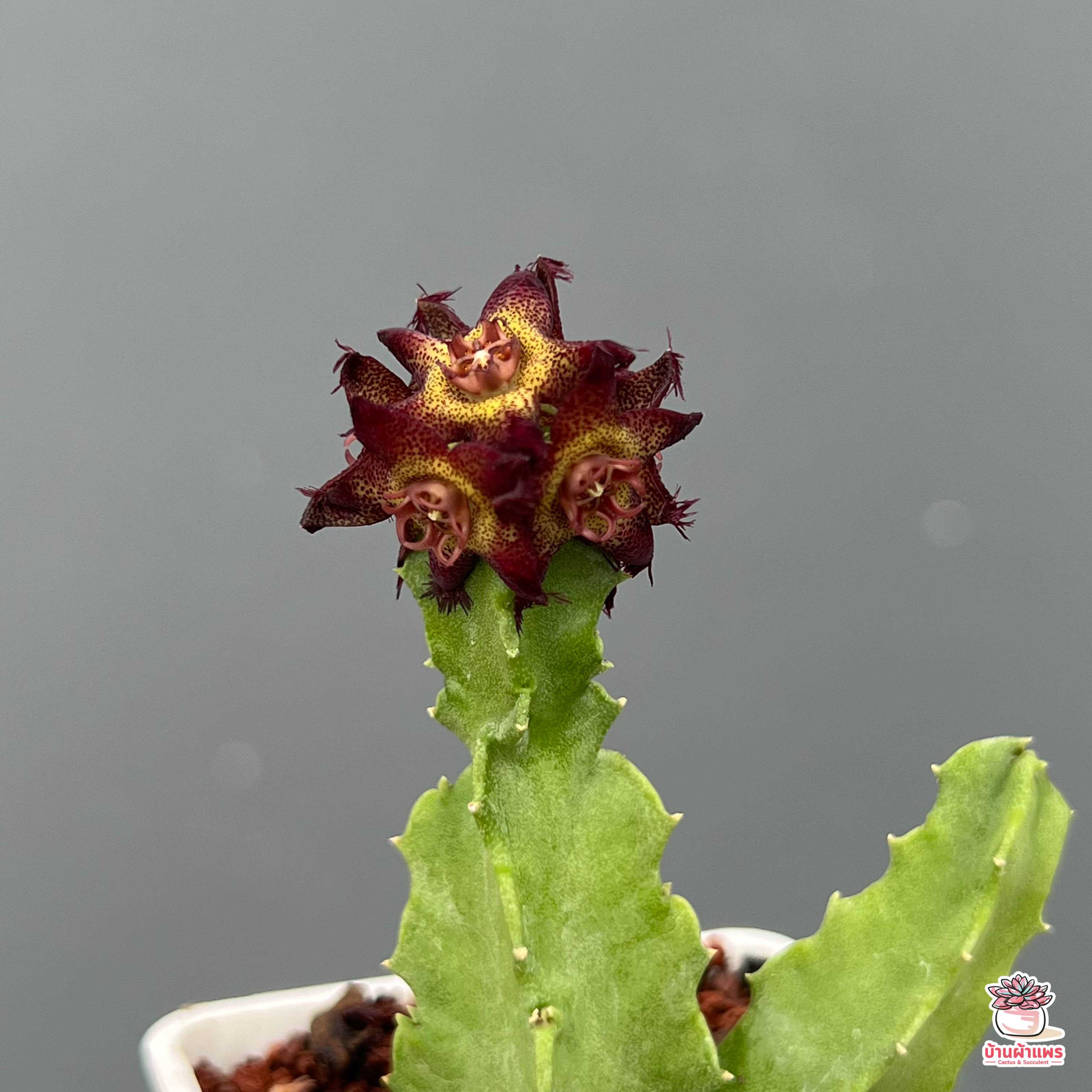 เก๋งจีน Caralluma Foetida แคคตัส กระบองเพชร cactus&succulent | LINE ...