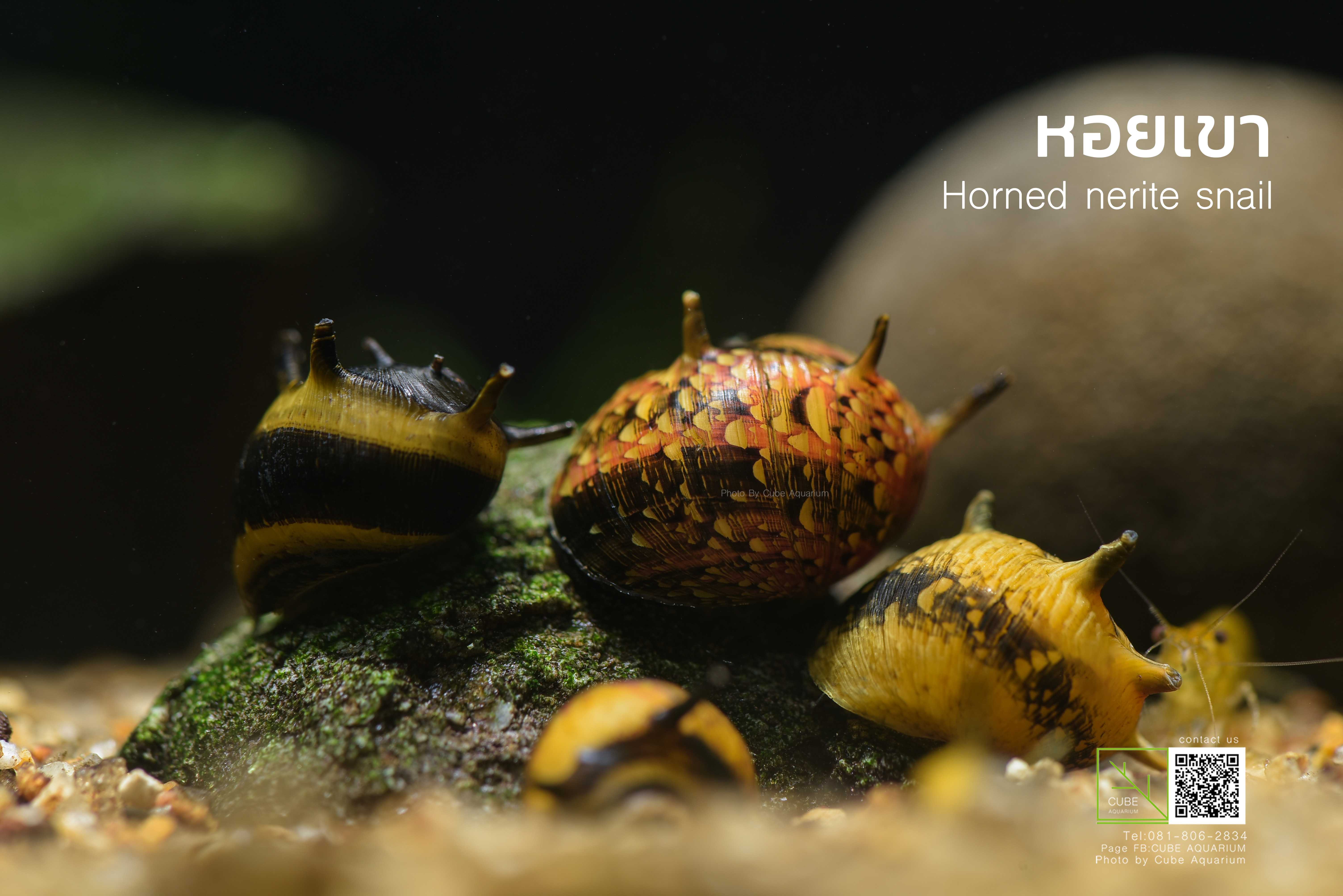 หอยเขา Horn snail | LINE SHOPPING