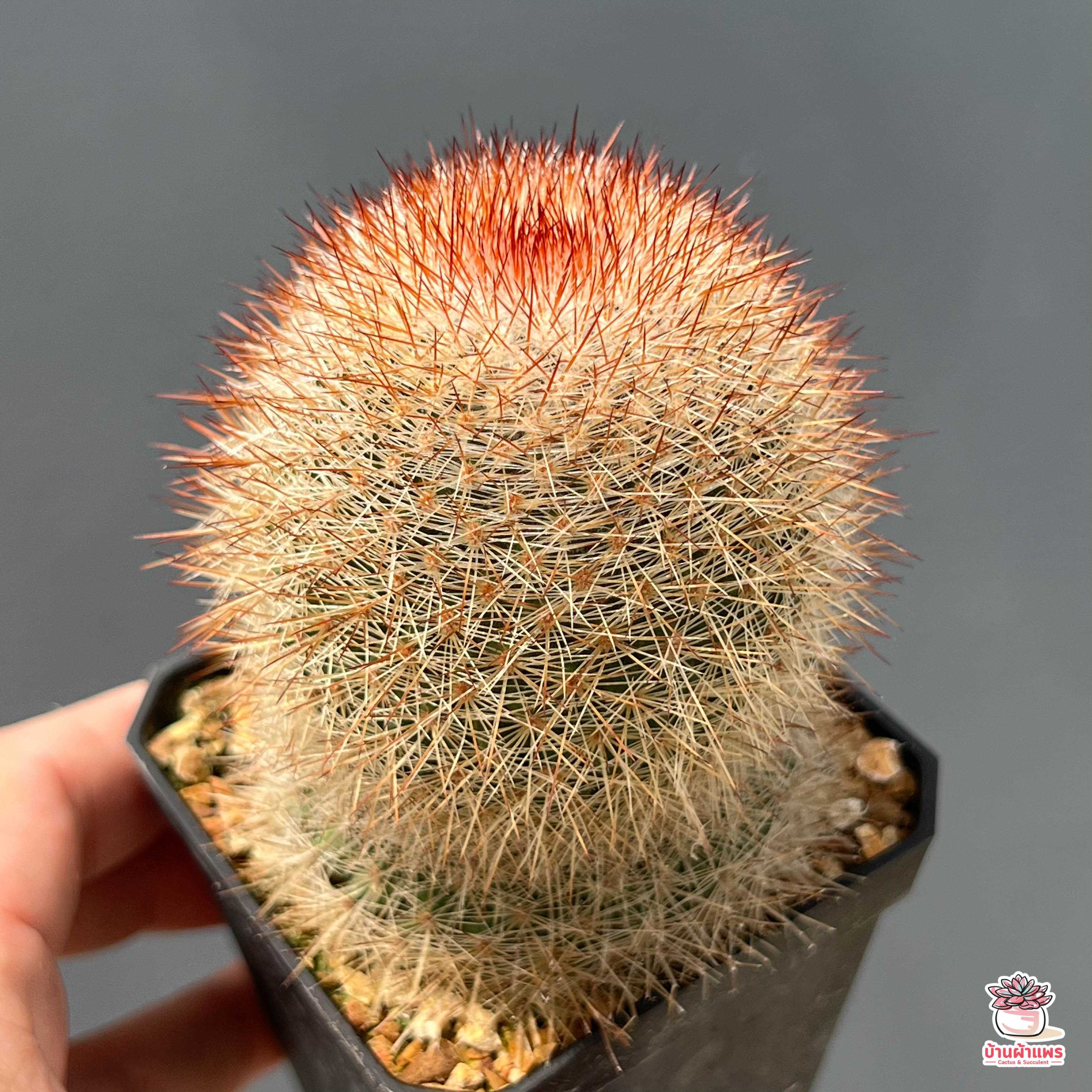 Mammillaria Spinosissima Red-Headed Irishman #กระถาง 3 นิ้ว แคคตัส ...