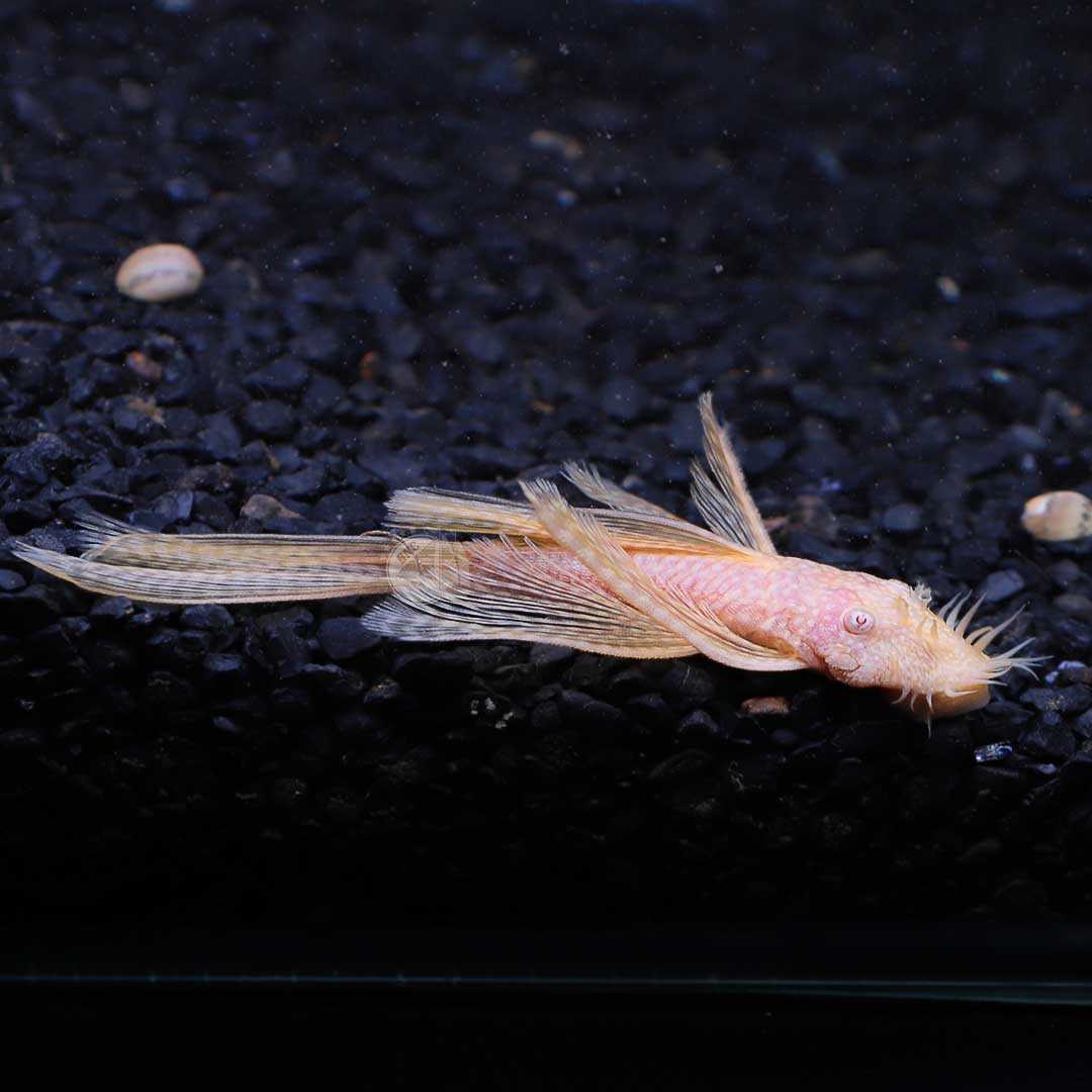 ซัคเกอร์หนวดเผือกหางยาว L-144 (Albino Bristlenose Longfin Pleco) ตัวผู้ ...