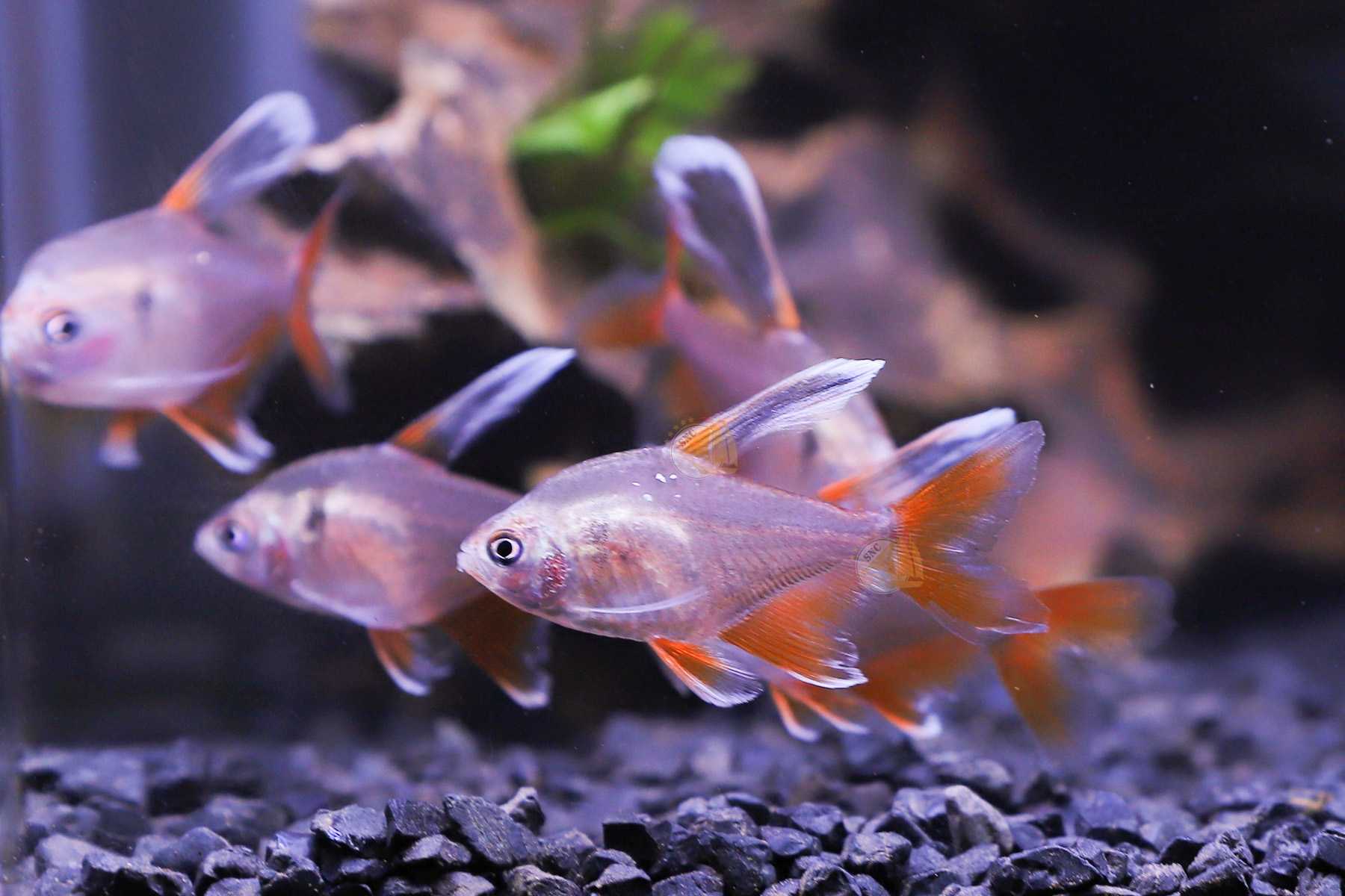 ปลาทับทิมสยาม (Siam Ruby Tetra) ขายเซทละ 2ตัว ไซส์ประมาณ 2.5cm | LINE ...