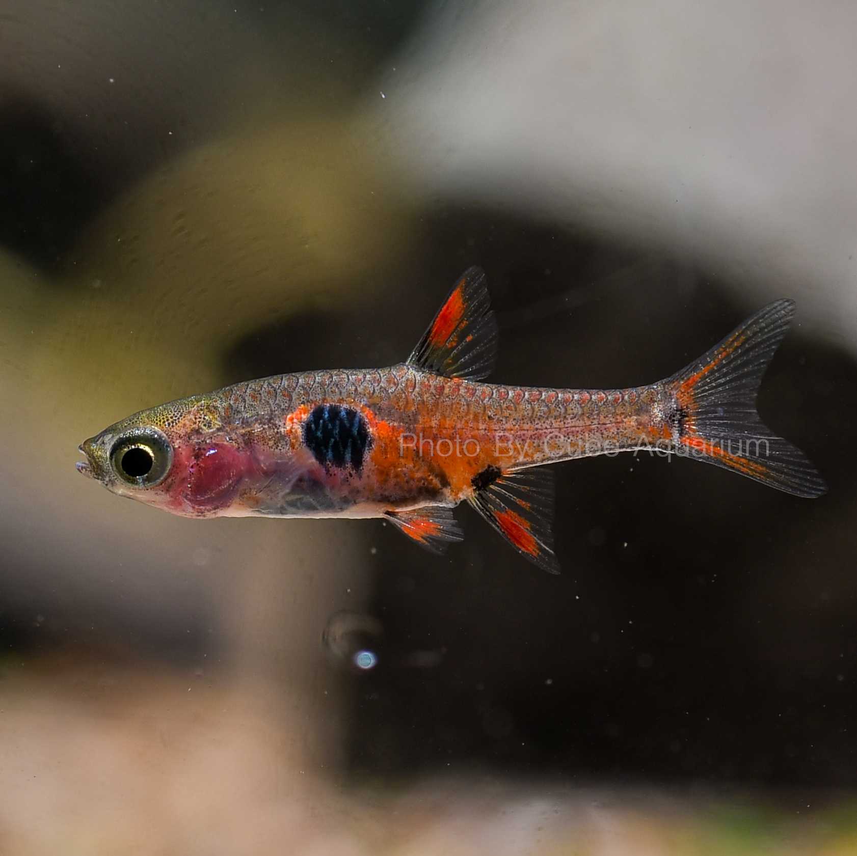 ปลาซิวเพชรน้อยDwarf rasbora | LINE SHOPPING