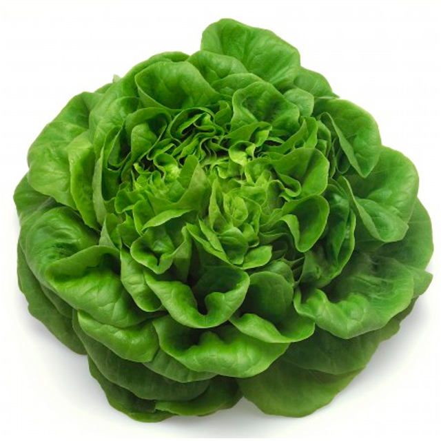DutchGreenery | LINE SHOPPING