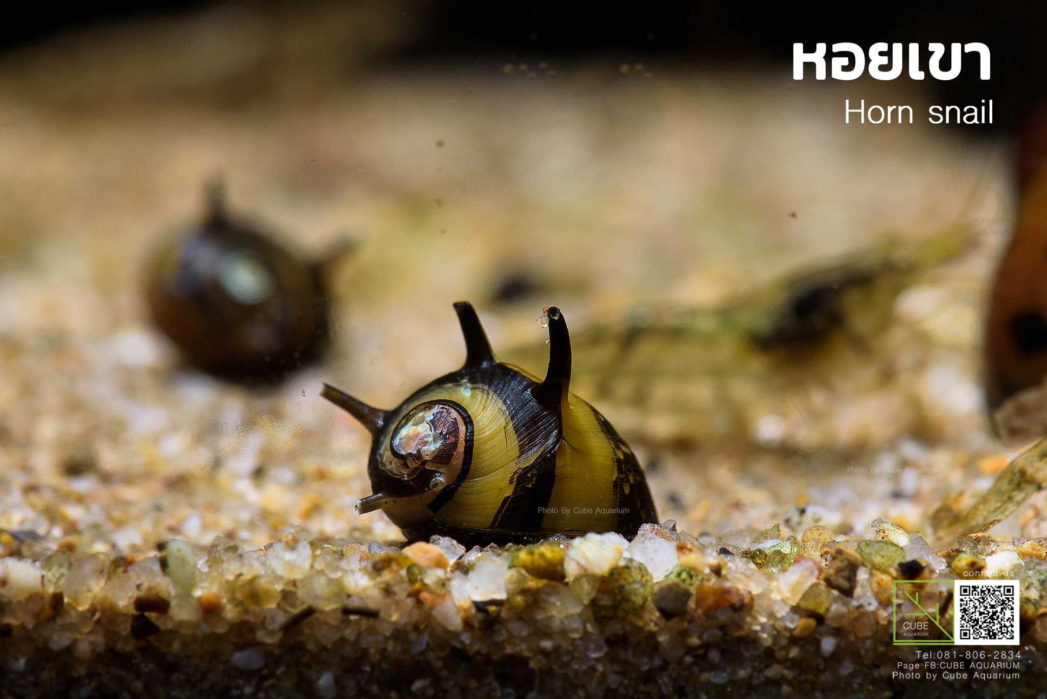 หอยเขาไซส์เล็กs-m Horn snail | LINE SHOPPING