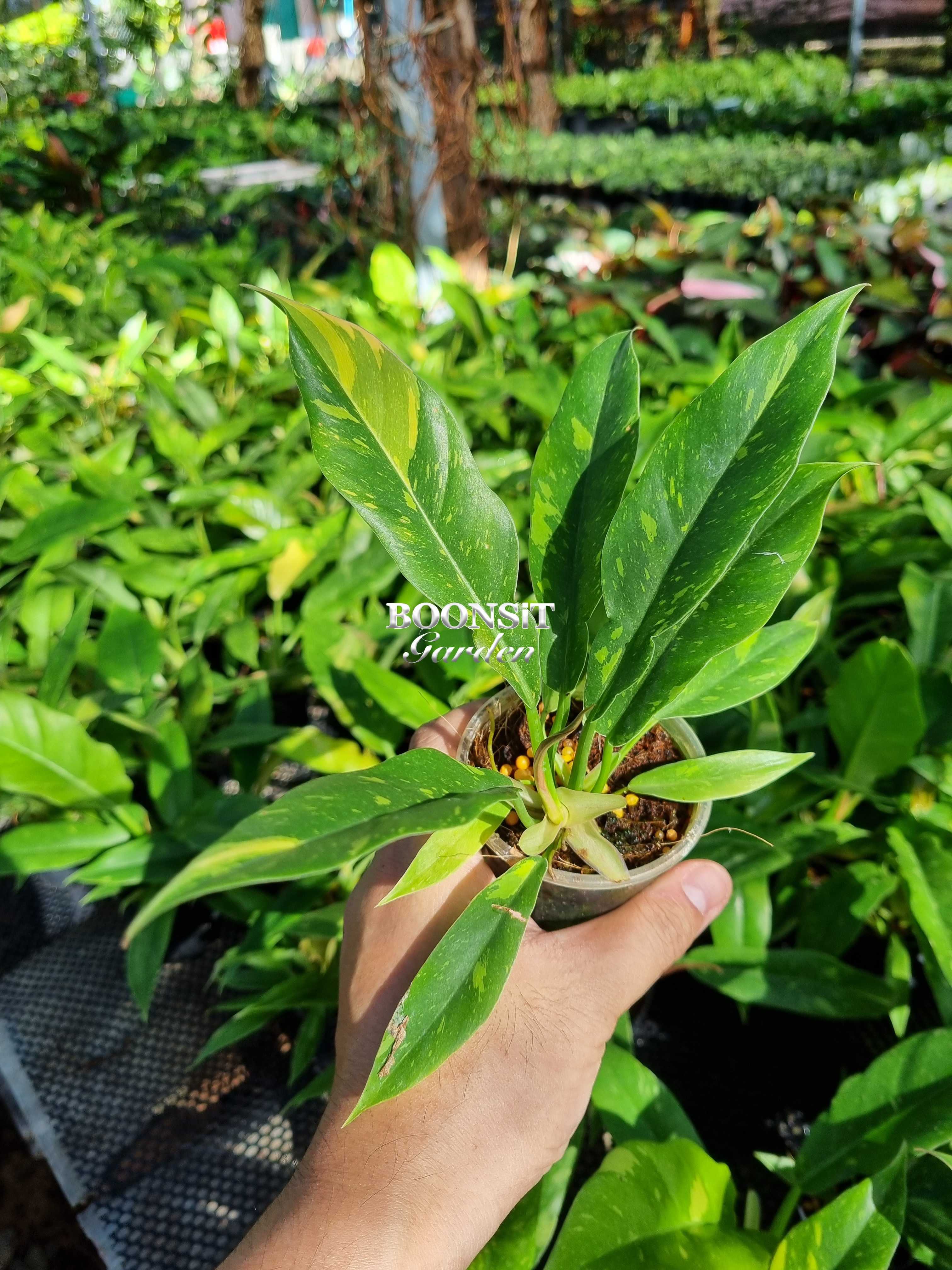 Boonsit Garden | LINE SHOPPING