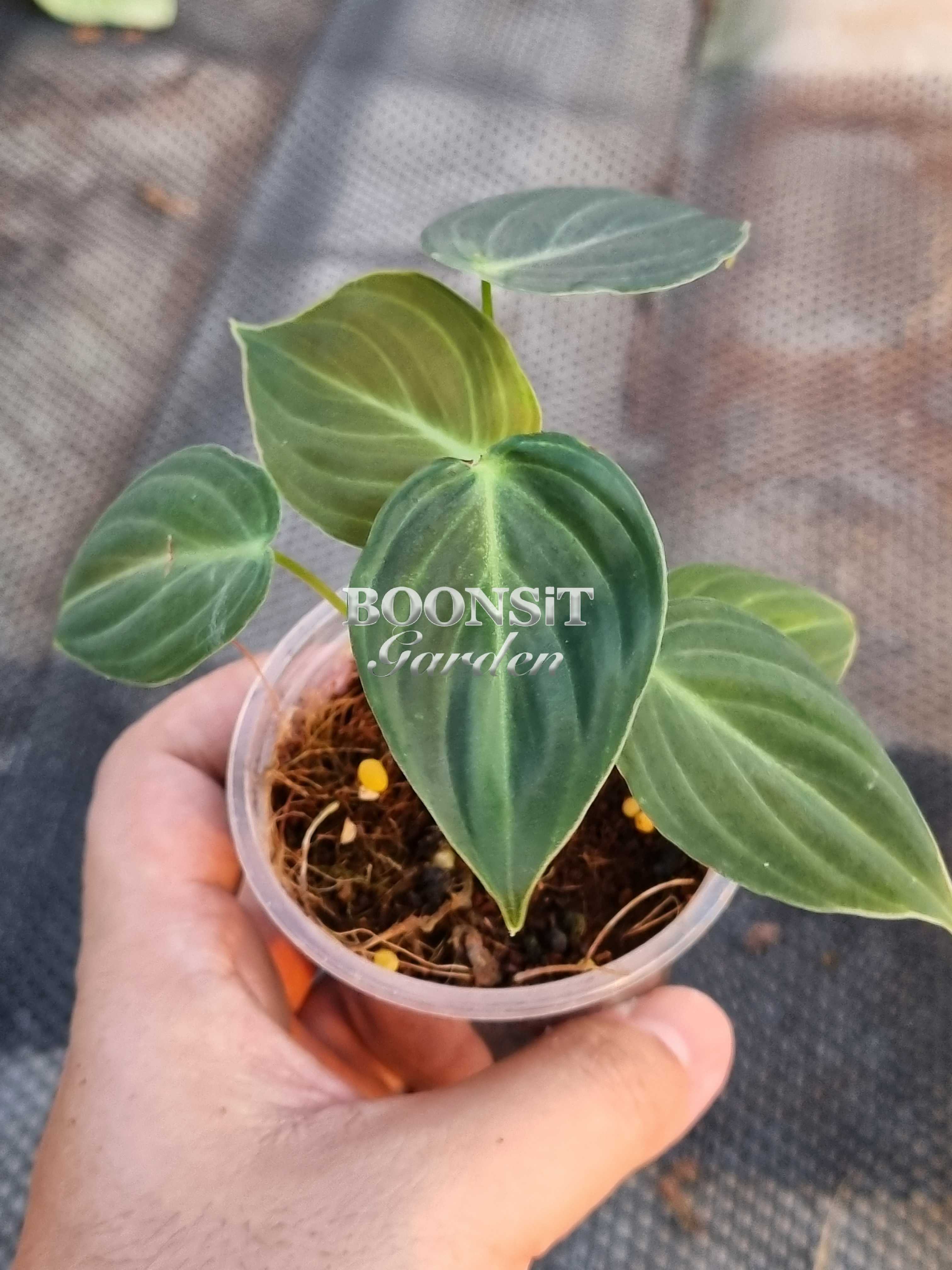Boonsit Garden | LINE SHOPPING