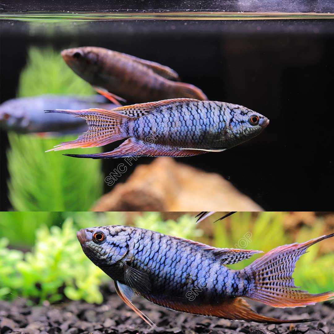 ปลาพาราไดซ์ฟ้า (BLUE Paradise Gourami) ขายเซทละ 2ตัว/5ตัว ไซส์ประมาณ ...