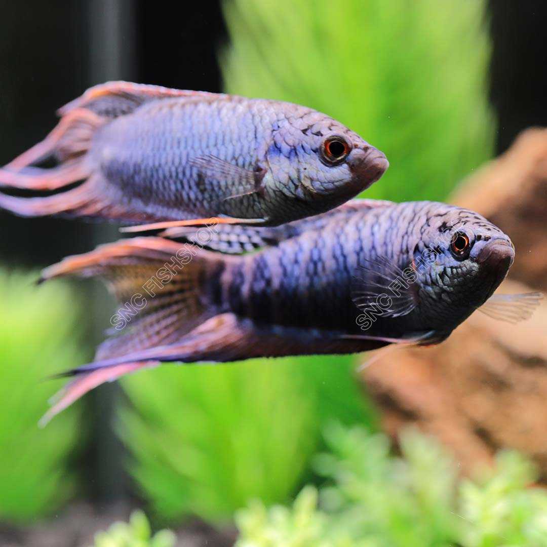 ปลาพาราไดซ์ฟ้า (BLUE Paradise Gourami) ขายเซทละ 2ตัว/5ตัว ไซส์ประมาณ ...