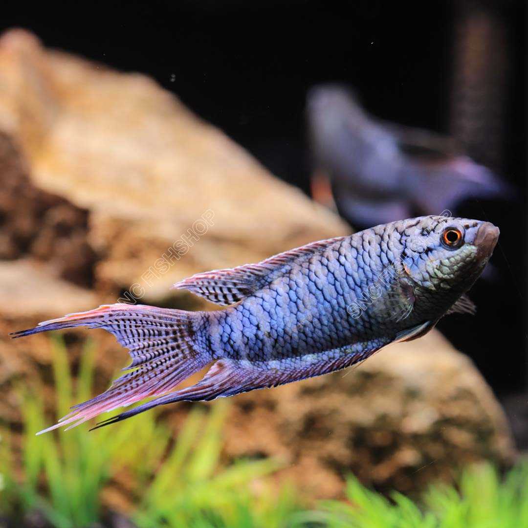 ปลาพาราไดซ์ฟ้า (BLUE Paradise Gourami) ขายเซทละ 2ตัว/5ตัว ไซส์ประมาณ ...