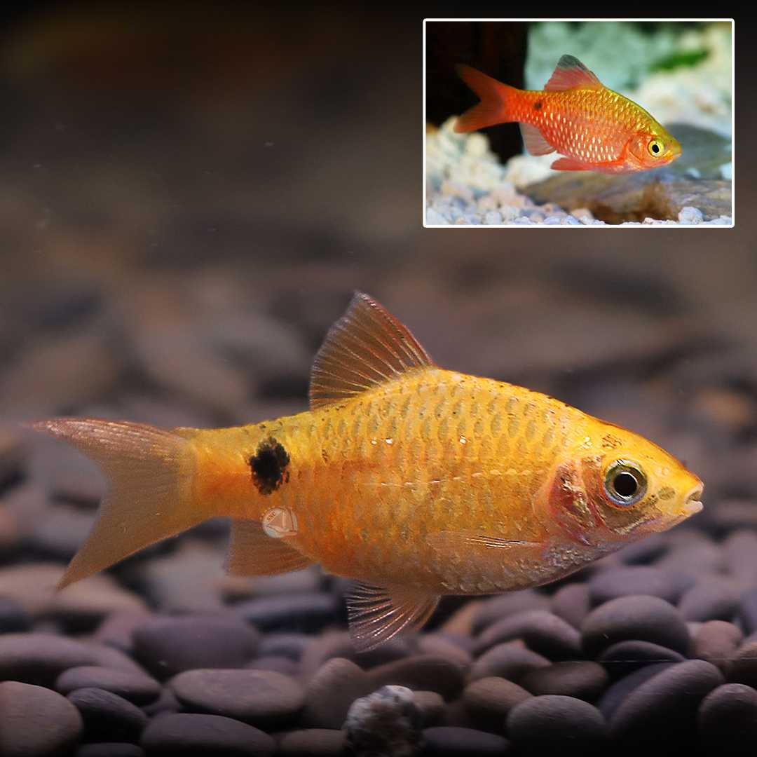 โรซี่ บาร์บ (Rosy Barb) ขายเซทละ 5ตัว/12ตัว ไซส์ประมาณ 2cm. | LINE SHOPPING