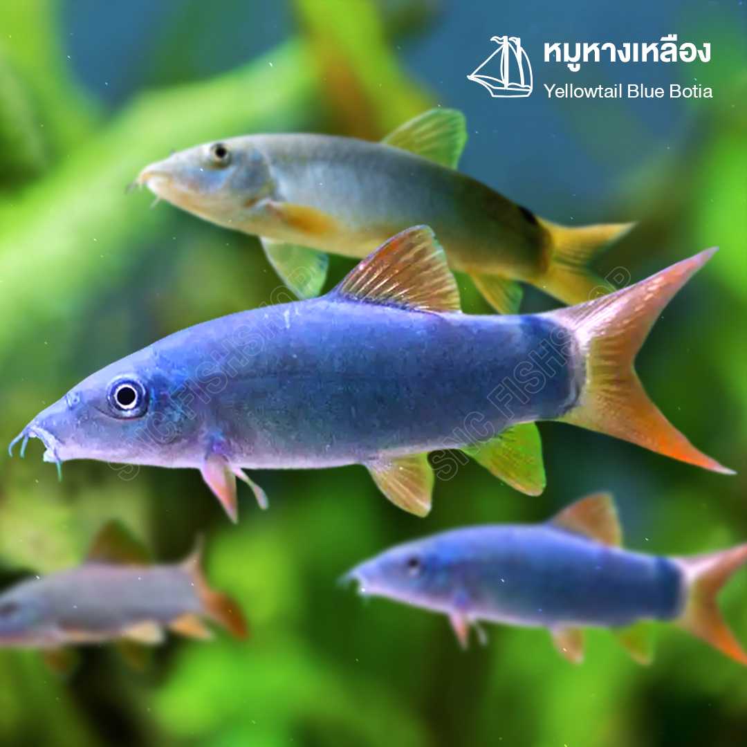 ปลาหมูหางเหลือง Yellowtail Blue Botia (Yasuhikotakia Modesta) ขายเซทละ ...