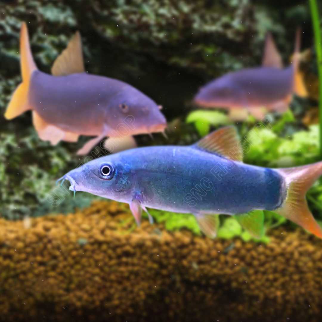 ปลาหมูหางเหลือง Yellowtail Blue Botia (Yasuhikotakia Modesta) ขายเซทละ ...