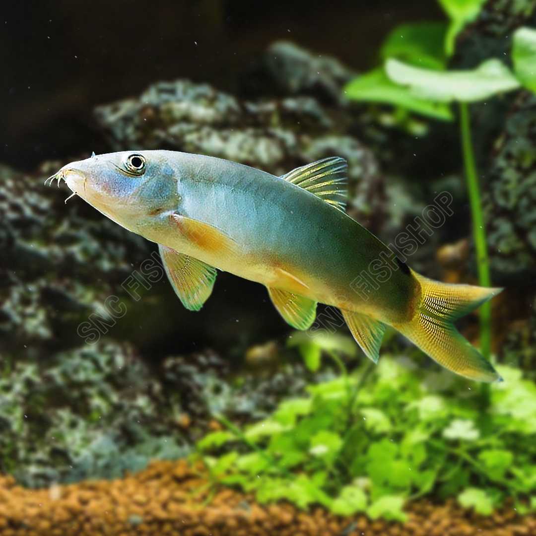 ปลาหมูหางเหลือง Yellowtail Blue Botia (Yasuhikotakia Modesta) ขายเซทละ ...