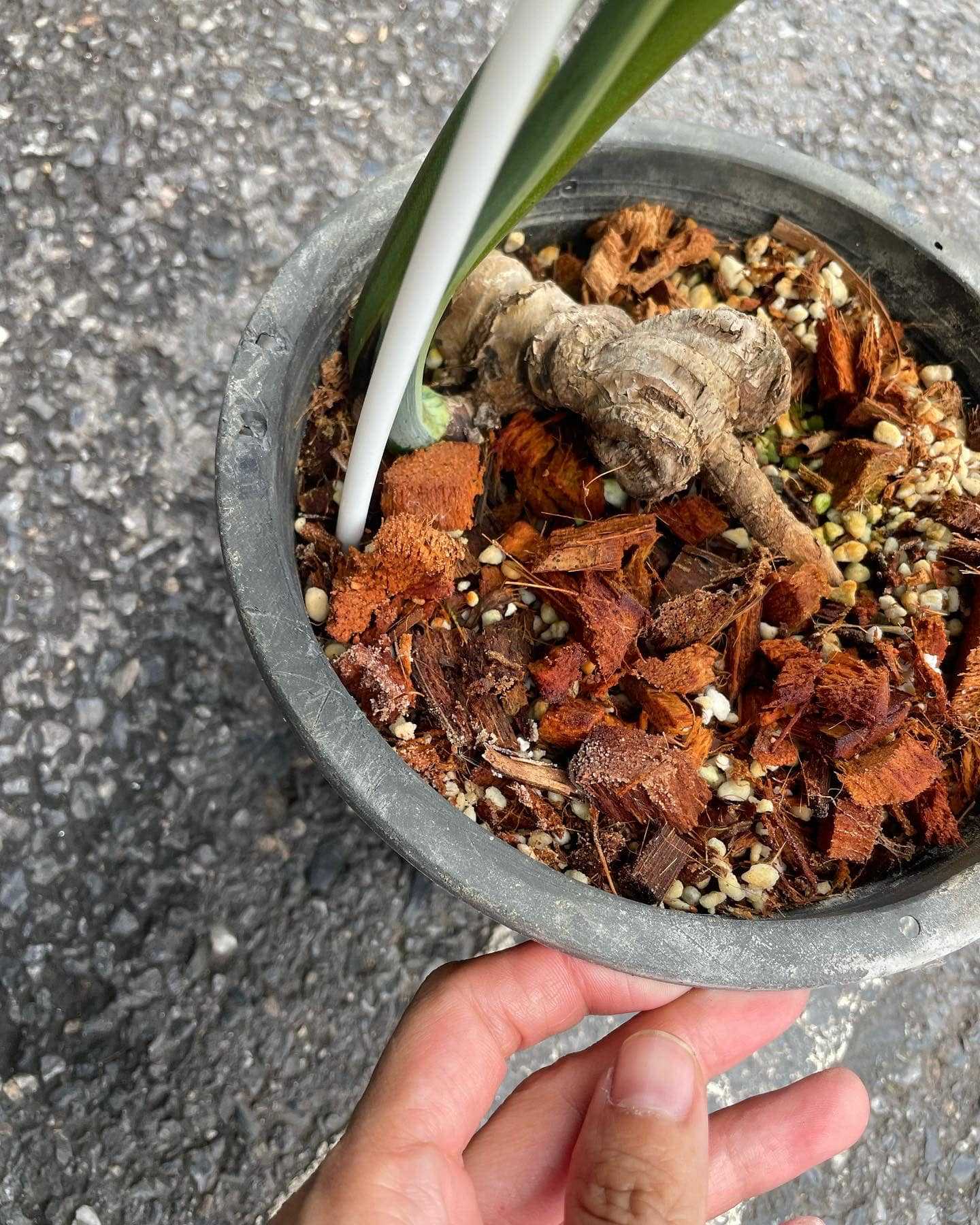 GARDENSHED THAILAND | LINE SHOPPING