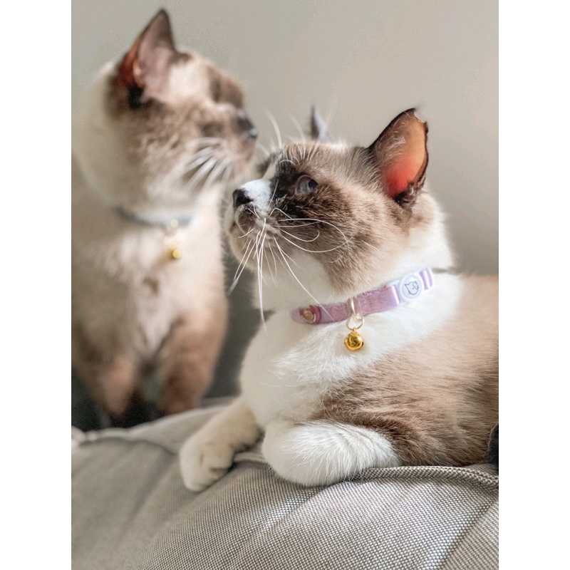 GENTLEPURR Cat Collar ( Light Collection ) ปลอกคอแมว | LINE SHOPPING