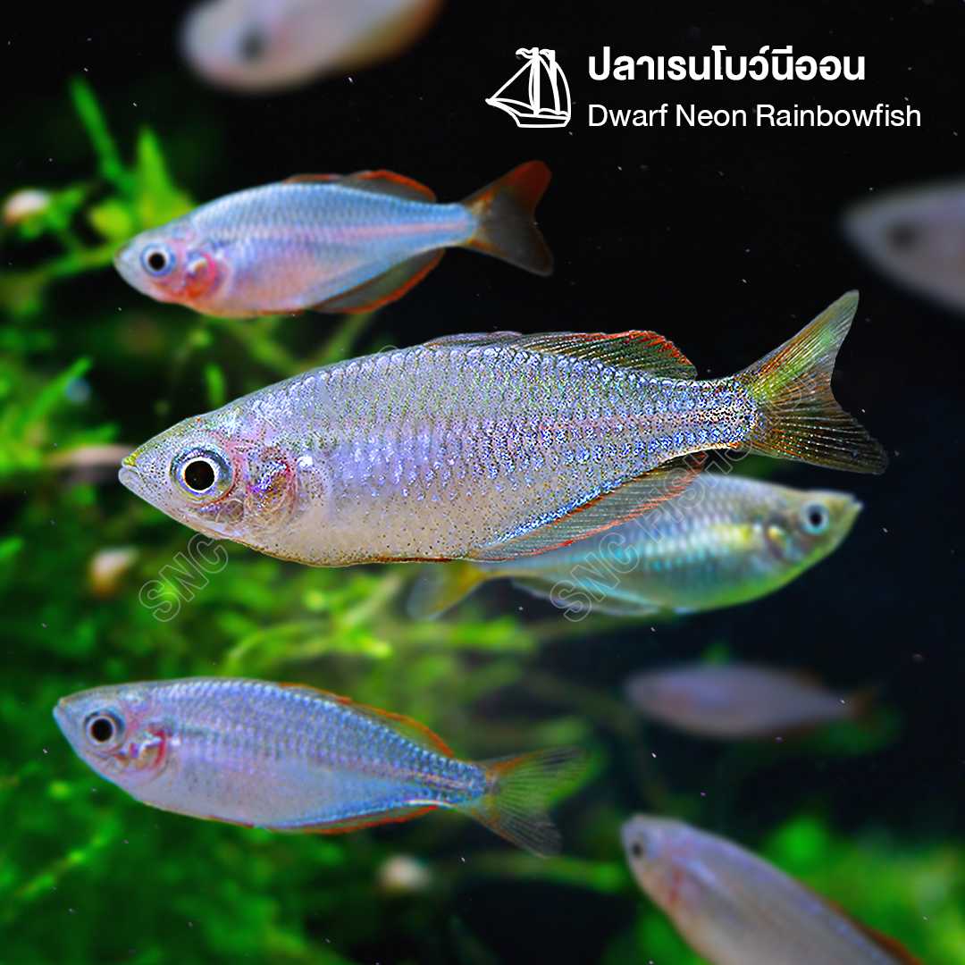 ปลาเรนโบว์นีออน (Dwarf Neon Rainbowfish) ขายเซทละ 6ตัว/10ตัว ไซส์ประมาณ ...