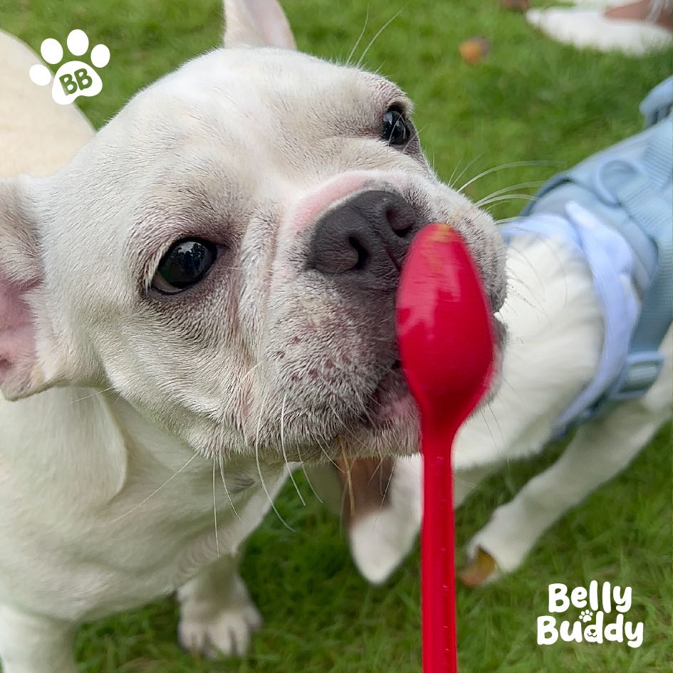 Belly Buddy เนยถั่ว100% ขนาด130g สำหรับสุนัขและแมว ของว่างทานเล่นมีประโยชน์ | LINE SHOPPING