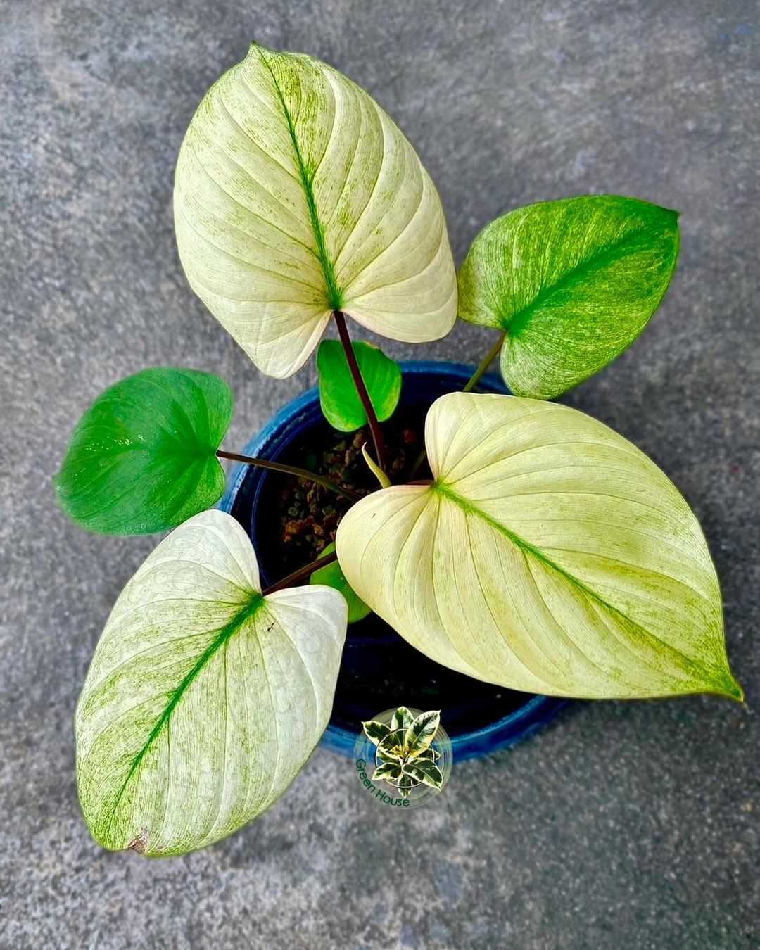 Homalomena Rubescens Full Mint บุษราคัมฟูลมิ้นท์ | LINE SHOPPING