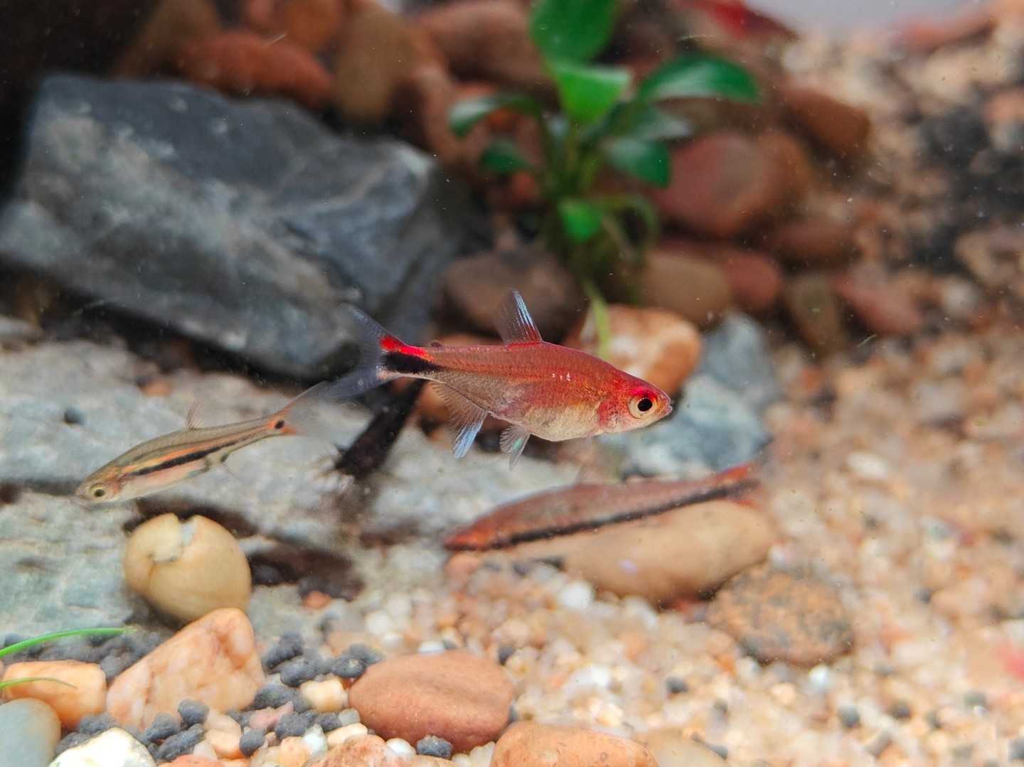 ปลารูบี้ เตตร้า (Ruby tetra) | LINE SHOPPING