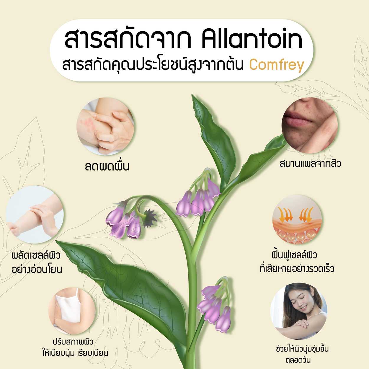 Terra Pafe Balm aromatic set 5 ชิ้น ยาหม่องแท่ง แก้ยุงกัด แมลงสัตว์ กัด ...