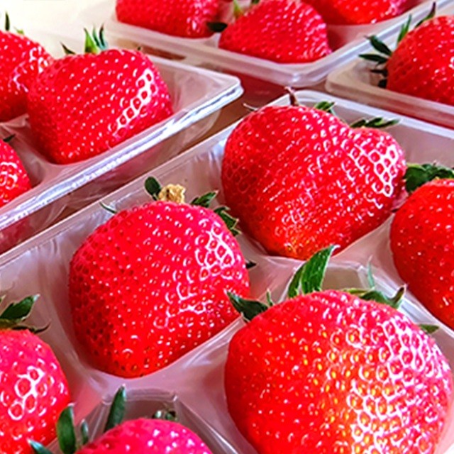 摘みたての新鮮な気持ちをあなたに! 完熟いちご あすかルビー 約540g（270g×2パック）